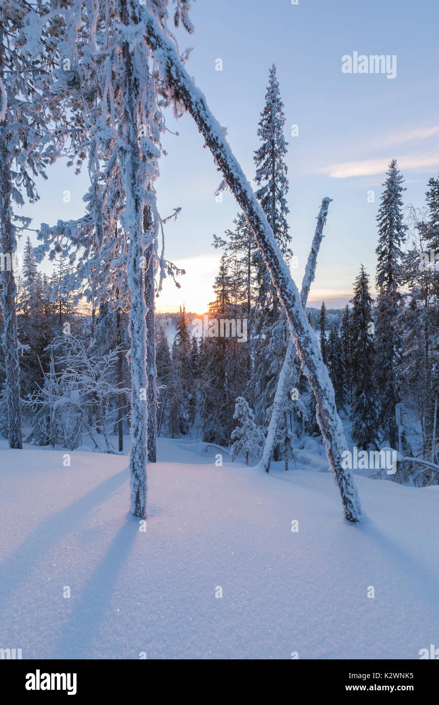 Winter in taiga hi-res stock photography and images - Alamy