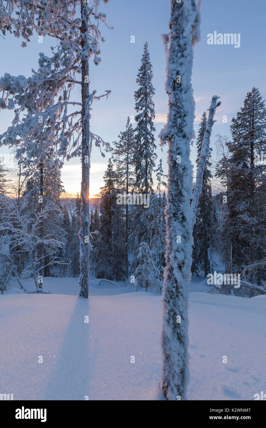 Taiga tree hi-res stock photography and images - Alamy