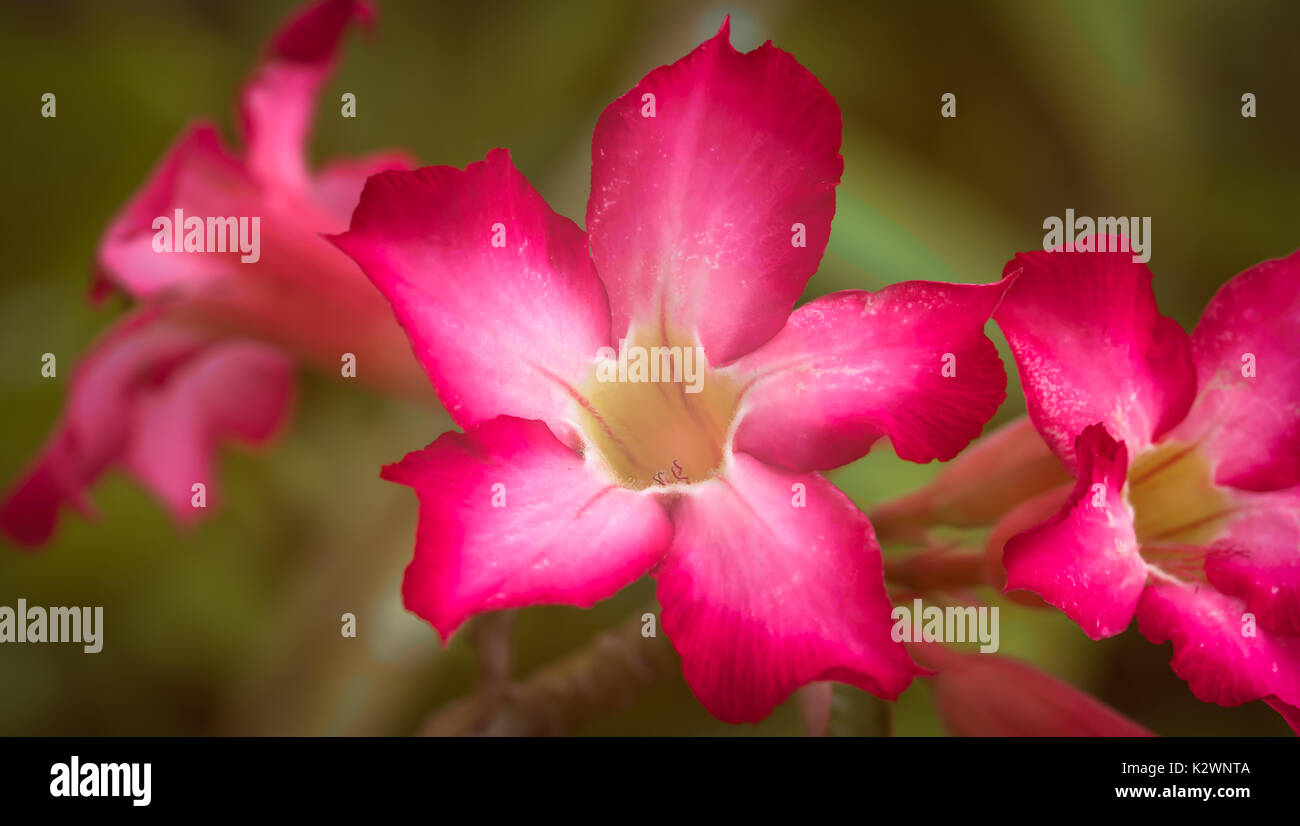 Adenium Flowers Stock Photos & Adenium Flowers Stock Images - Alamy