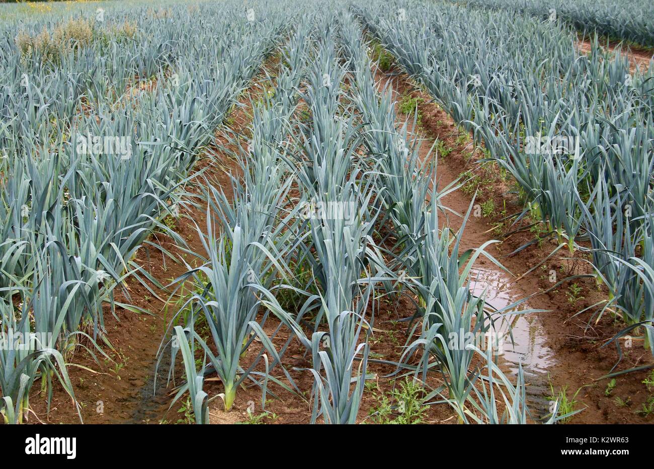 Leeks growing in market garden field Stock Photo - Alamy