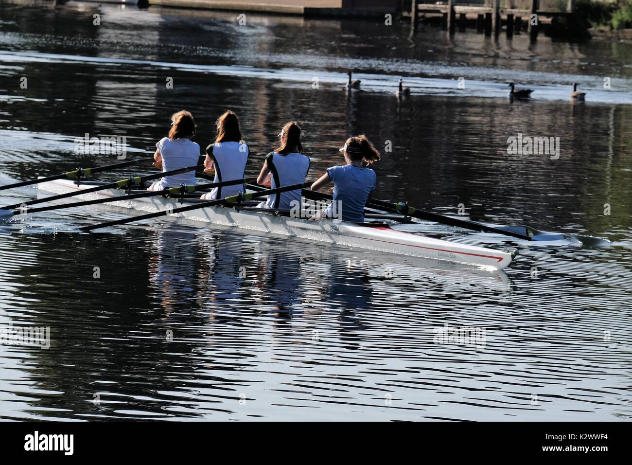female rowers on river thames Stock Photo - Alamy