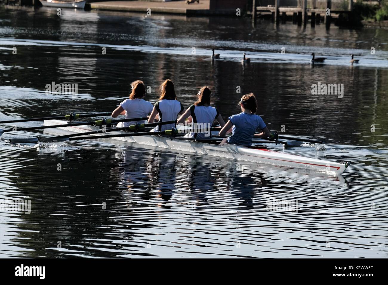 female rowers on river thames Stock Photo - Alamy