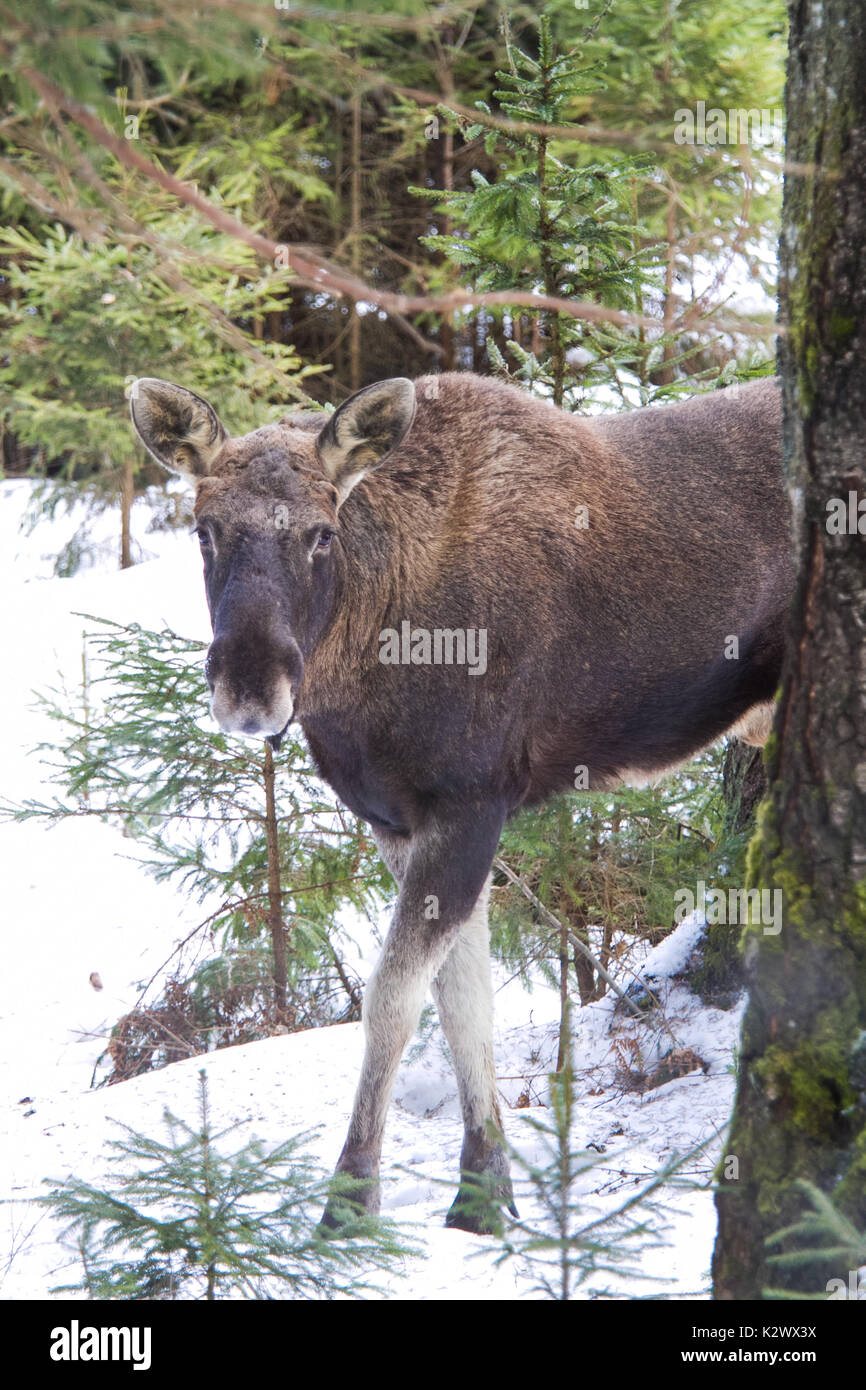 An animal portrait of an European moose in the winter in a forest Stock ...