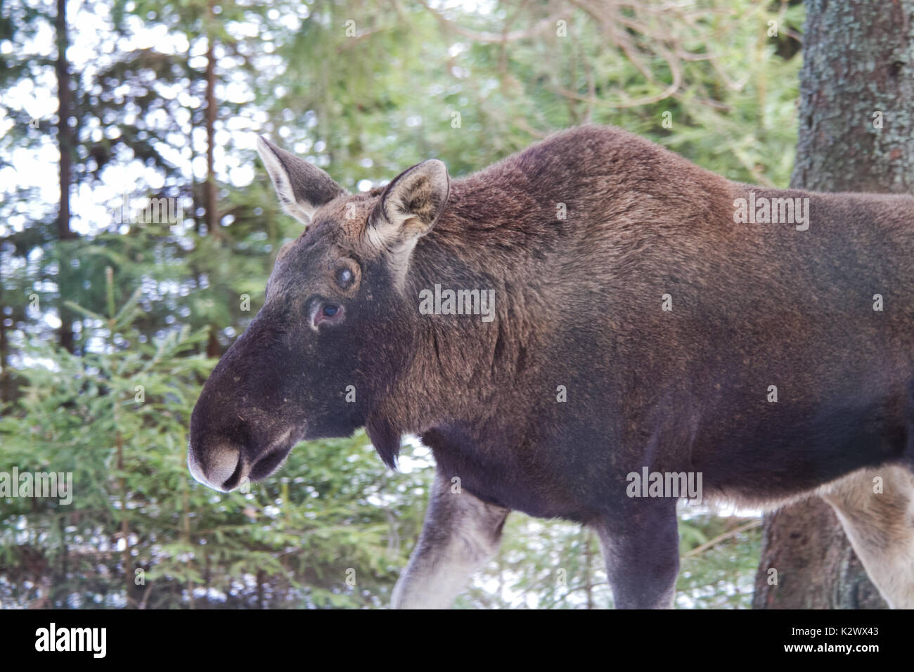 Bull Moose Antlers In Snow Alaska High Resolution Stock Photography and ...