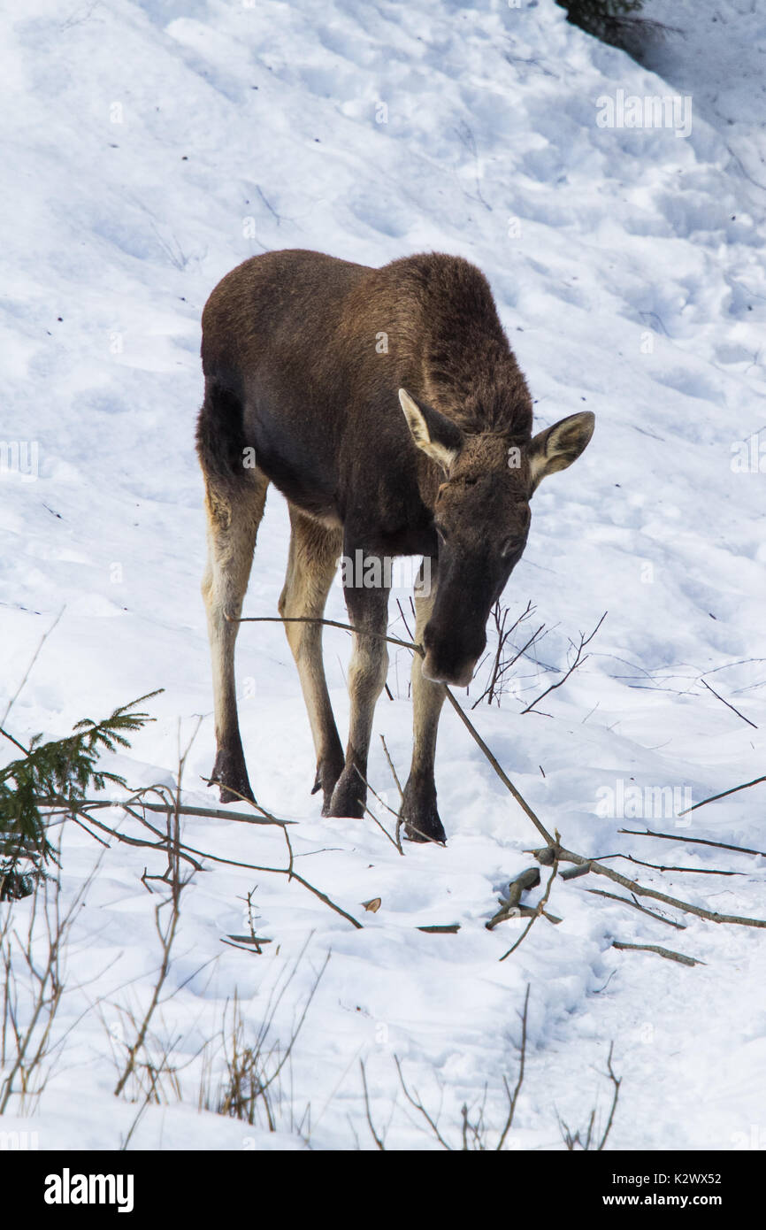 Bull moose antlers in snow alaska hi-res stock photography and images ...