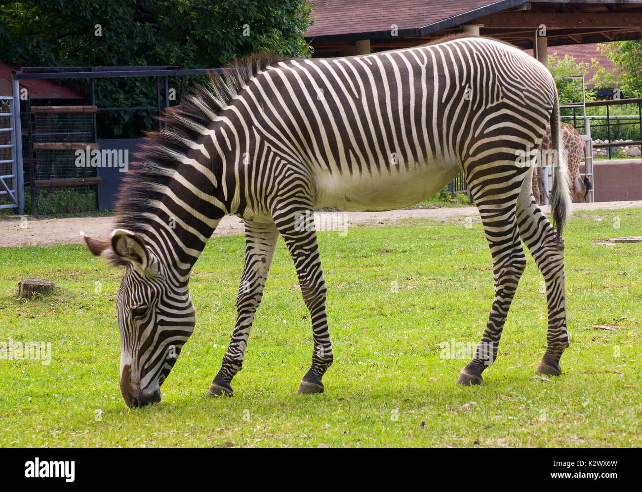 Animal at the Moscow zoo,young zebra Stock Photo - Alamy
