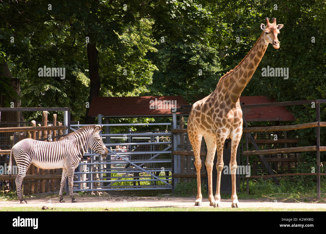 Animals at the Moscow zoo, zebra and giraffe Stock Photo - Alamy