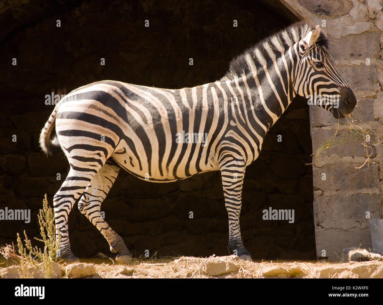 Young zoology hi-res stock photography and images - Alamy