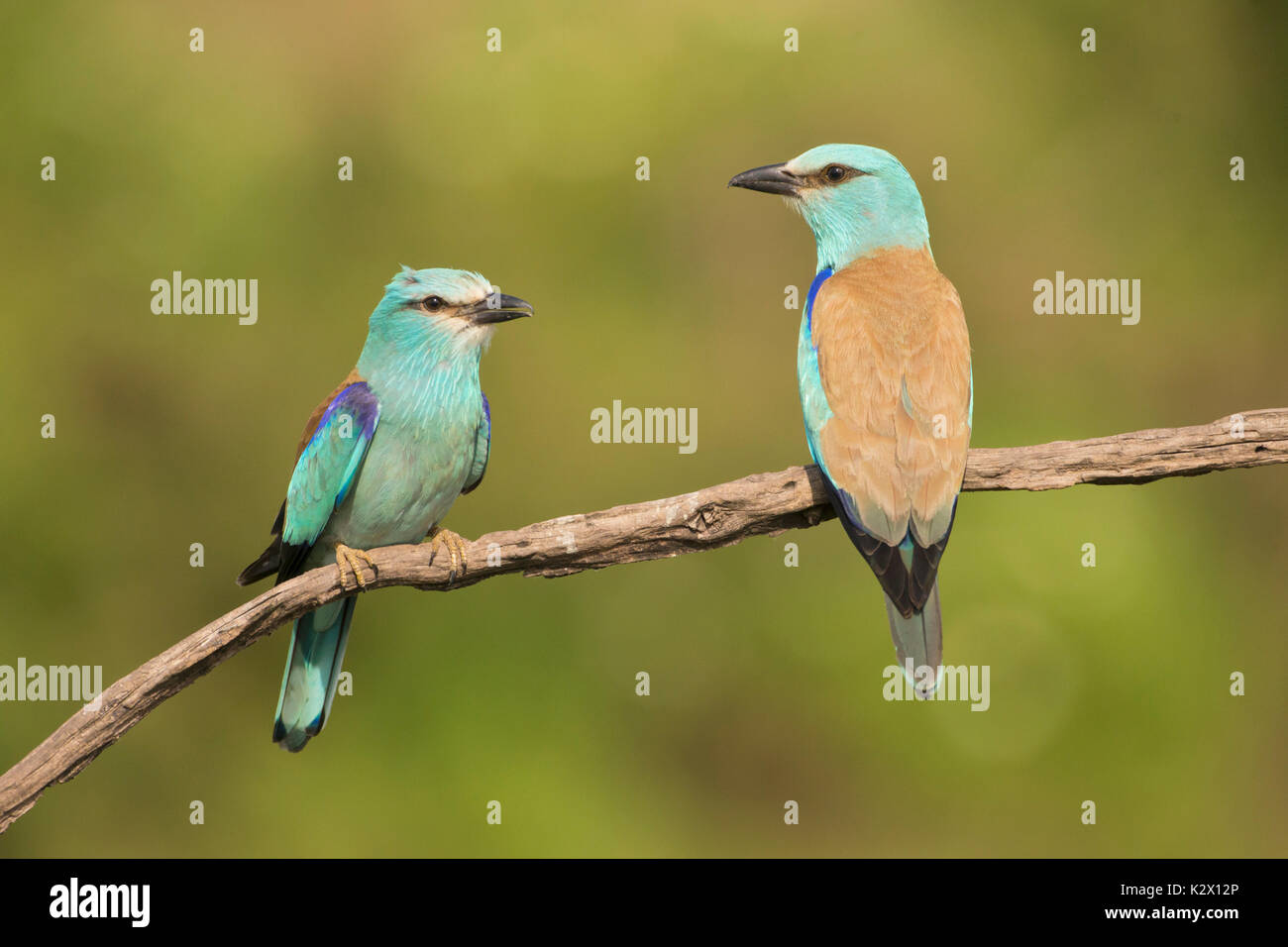 Pair of european roller birds hi-res stock photography and images - Alamy