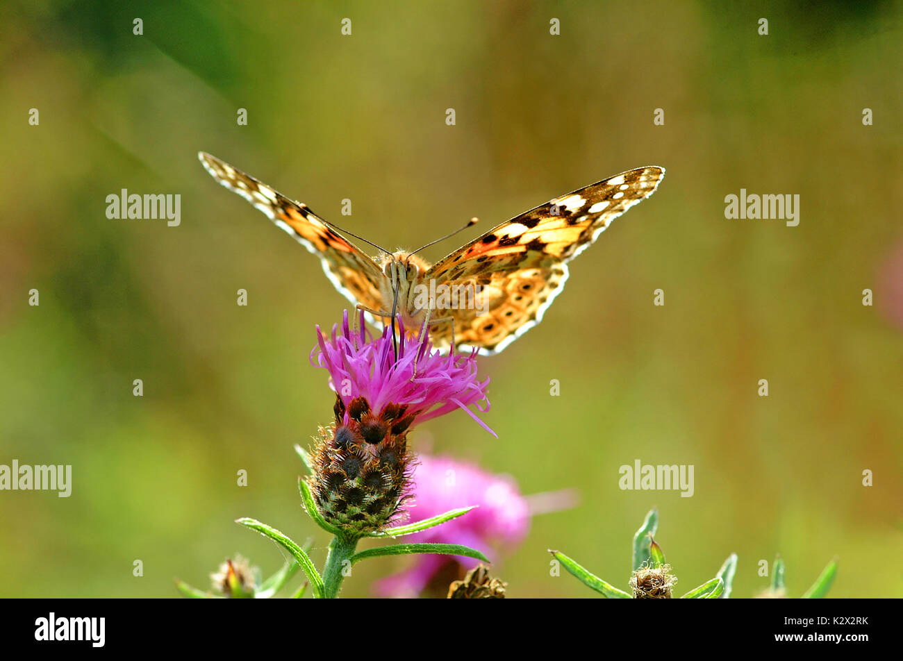 Painted lady butterfly (Vanessa cardui Stock Photo - Alamy