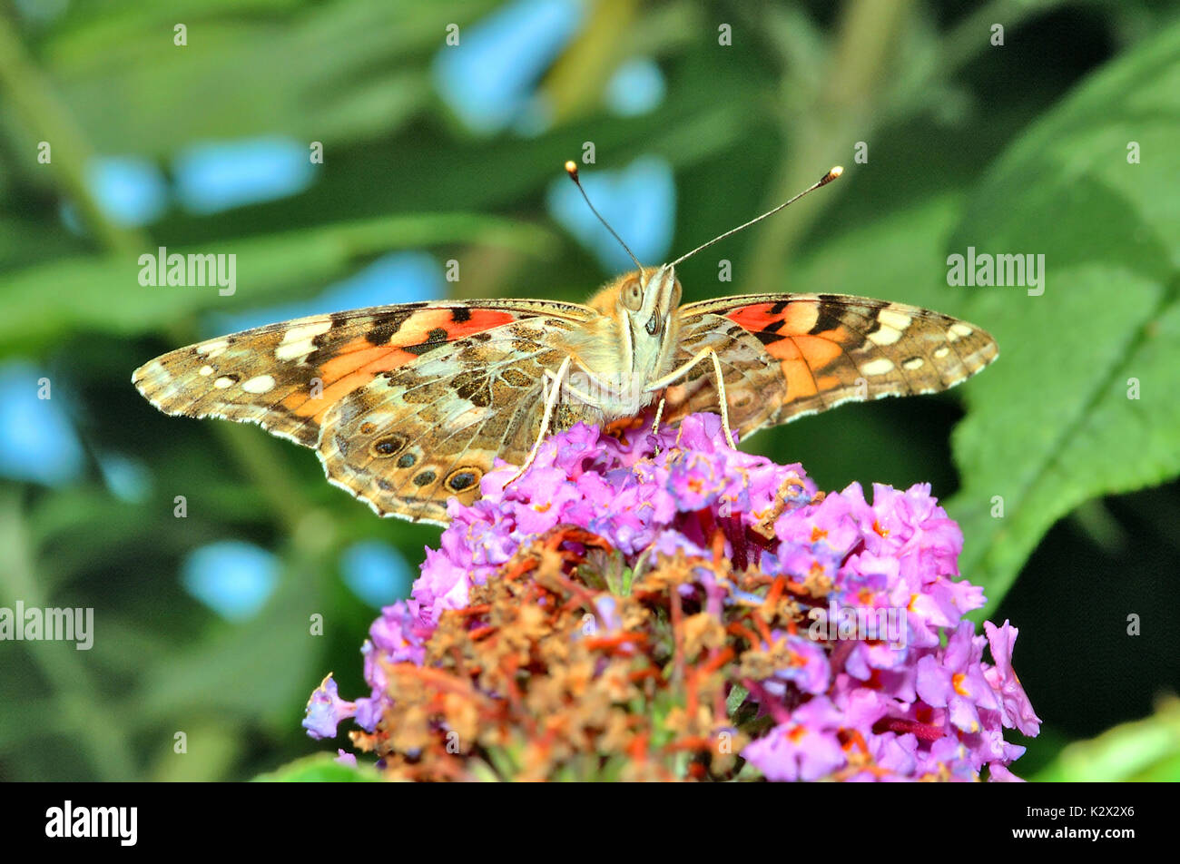 Painted lady butterfly (Vanessa cardui Stock Photo - Alamy