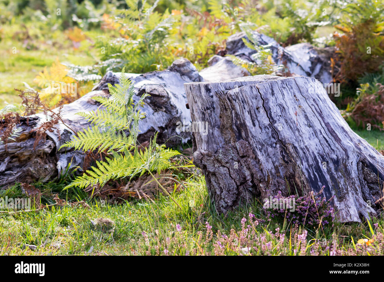 Tree stump and log surrounded by ferns and heather Stock Photo - Alamy