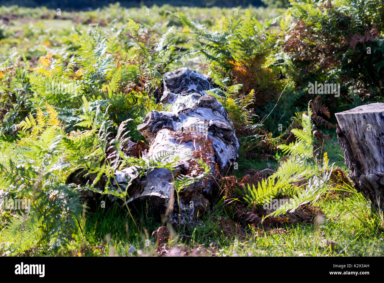 Tree log surrounded by ferns Stock Photo - Alamy