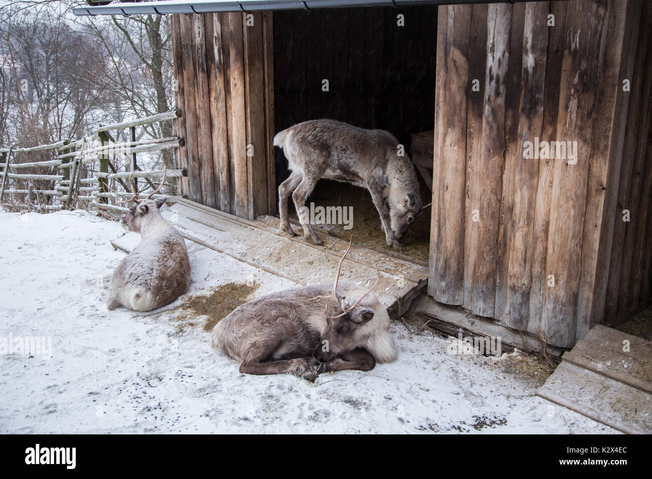 Reindeer stable hi-res stock photography and images - Alamy