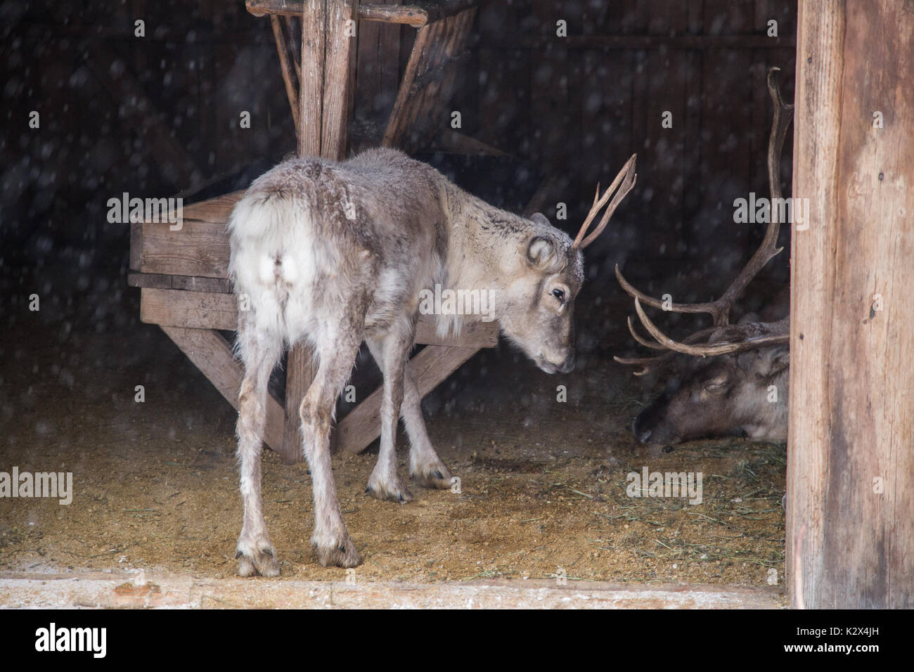 Reindeer stable hi-res stock photography and images - Alamy