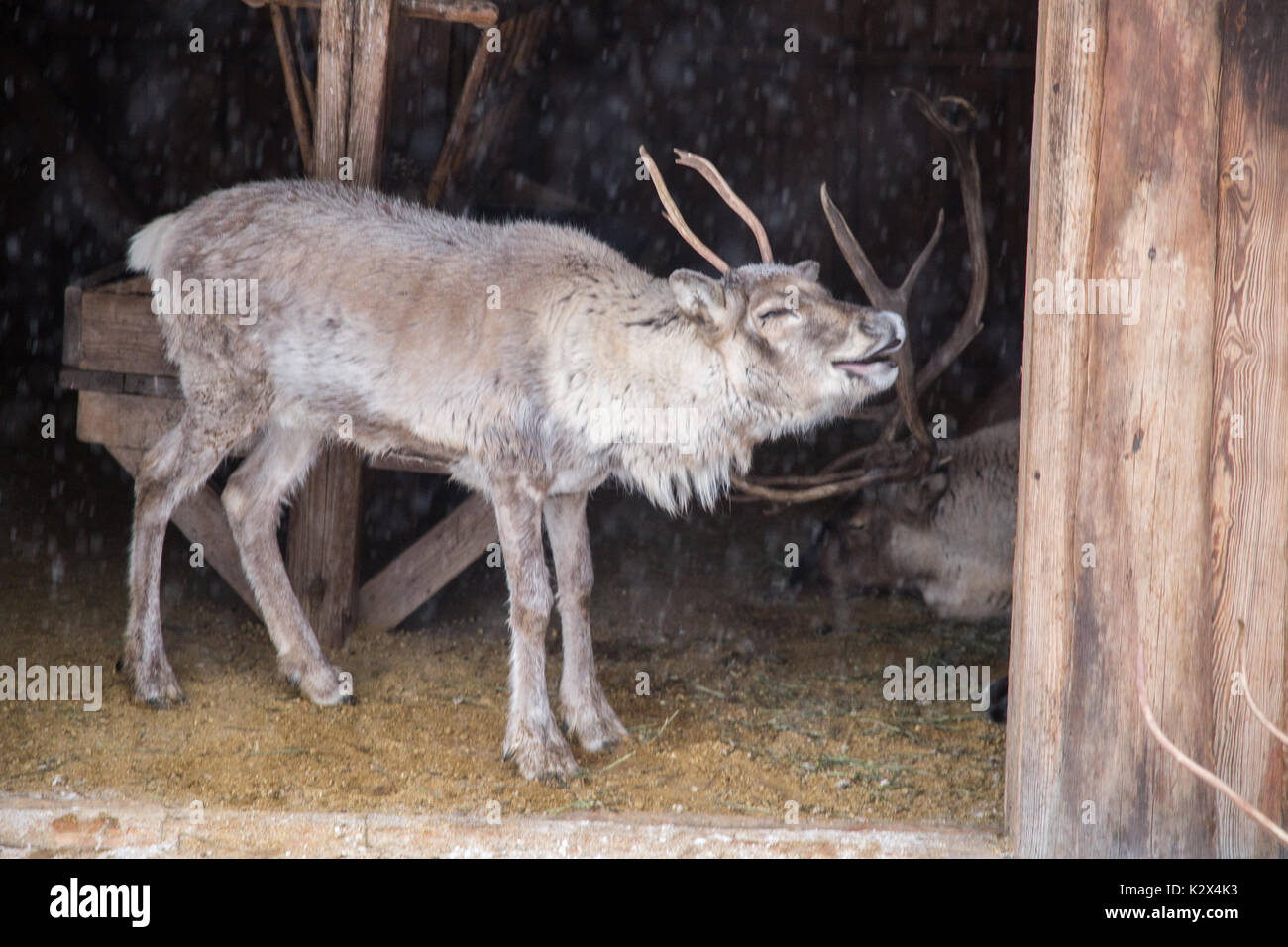Reindeer stable hi-res stock photography and images - Alamy