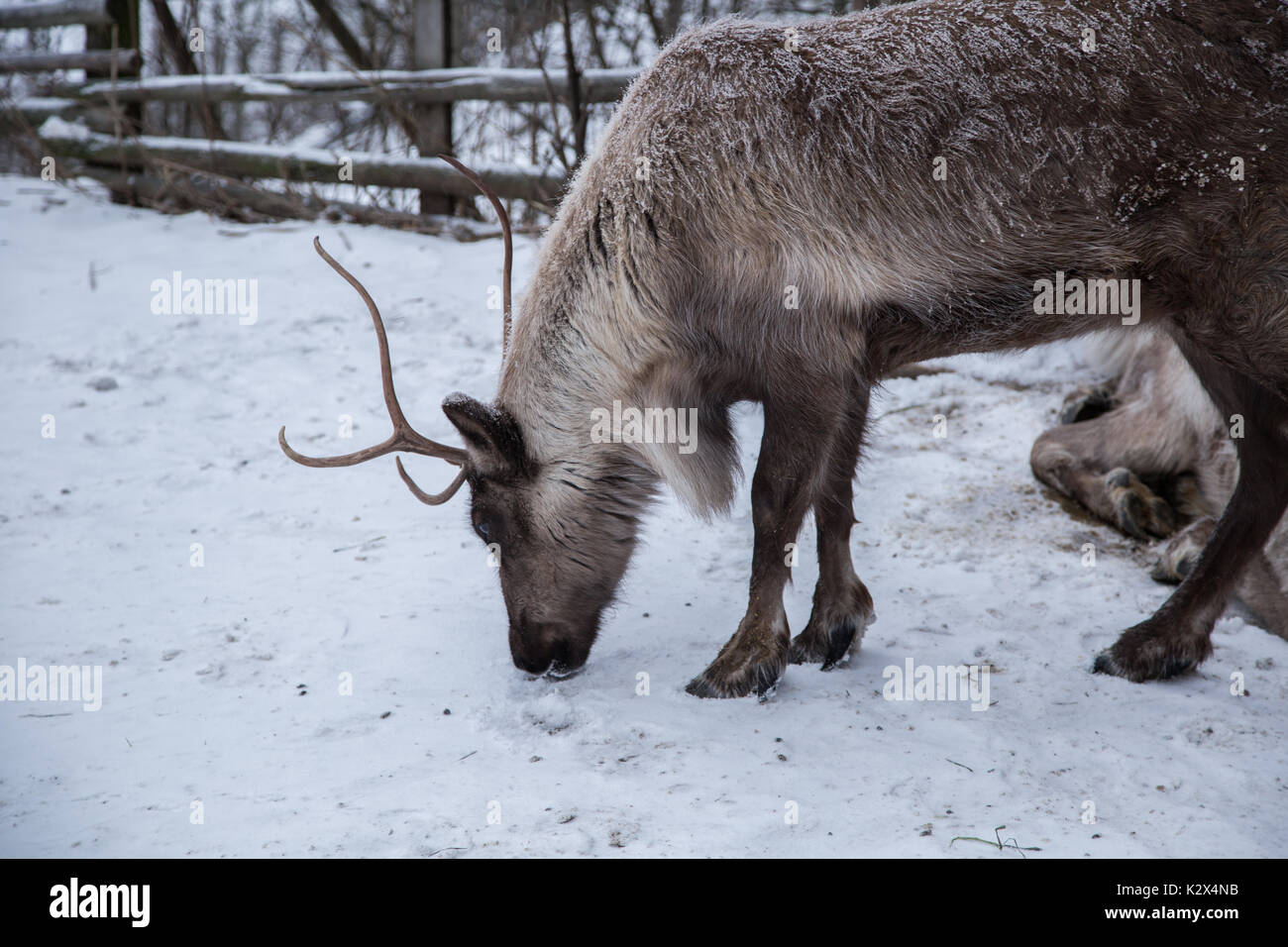 Reindeer stable hi-res stock photography and images - Alamy