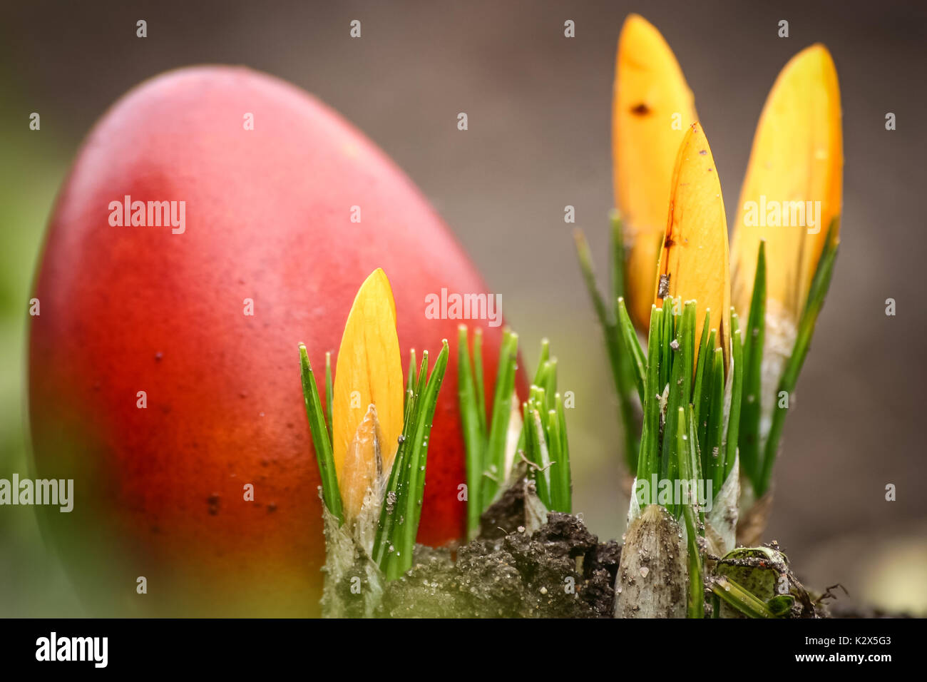 Beautiful red colored Easter eggs in the garden Stock Photo - Alamy