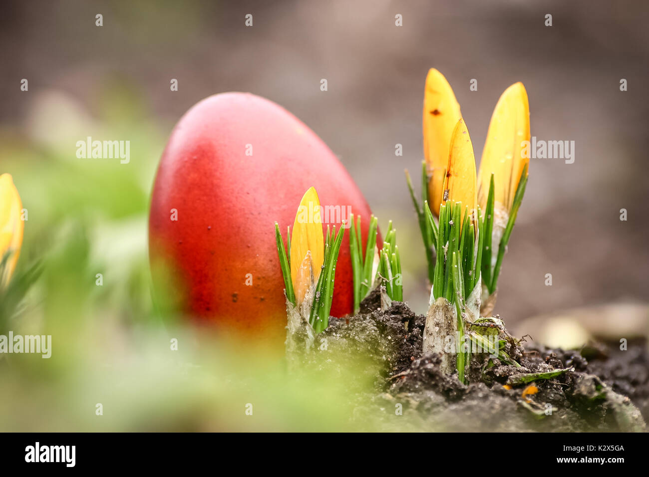 Beautiful red colored Easter eggs in the garden Stock Photo - Alamy
