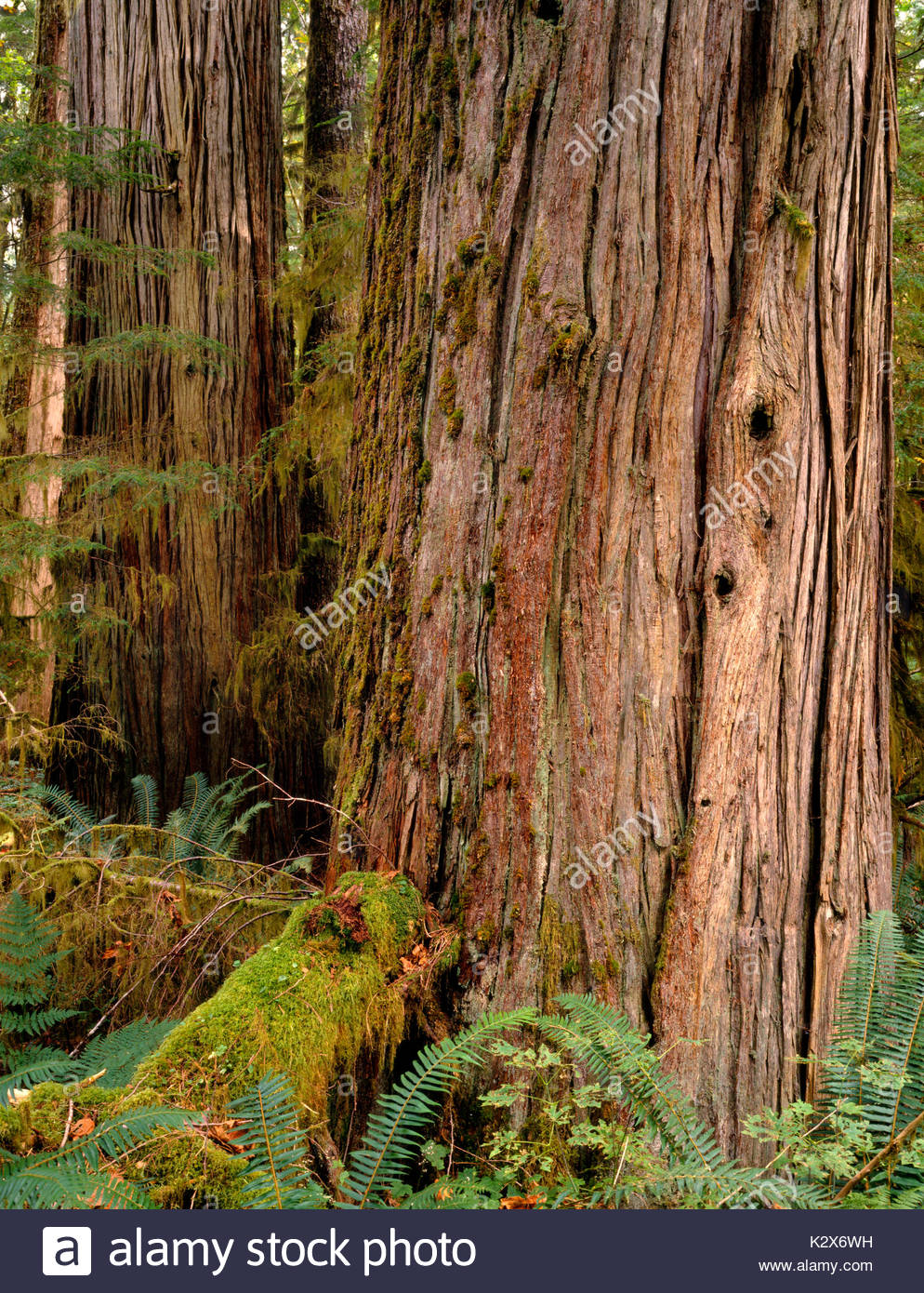 Old Growth Of Western Red Cedar High Resolution Stock Photography and ...