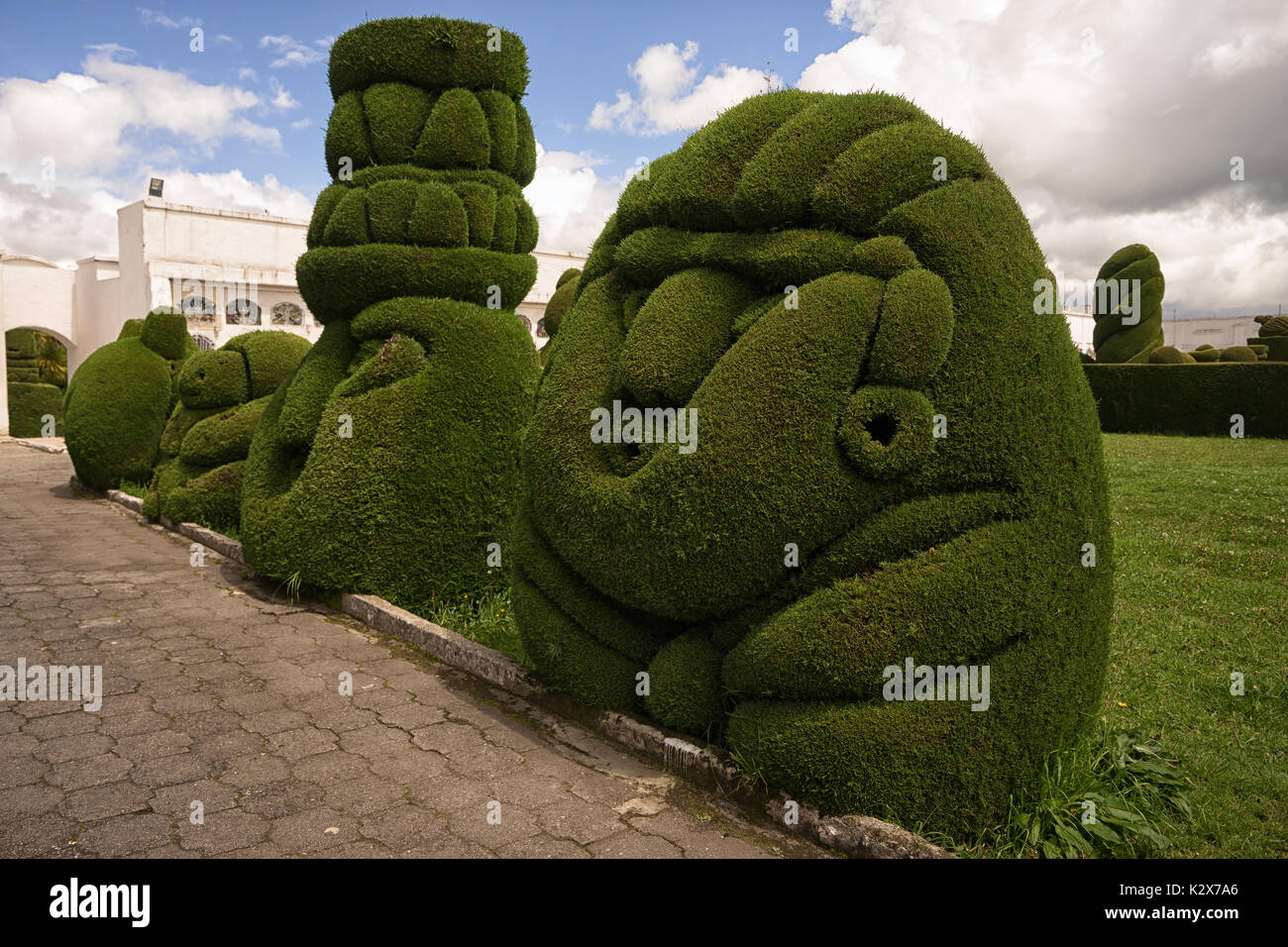 evergreen cypress topiary in the Tulcan Ecuador cemetery a popular ...