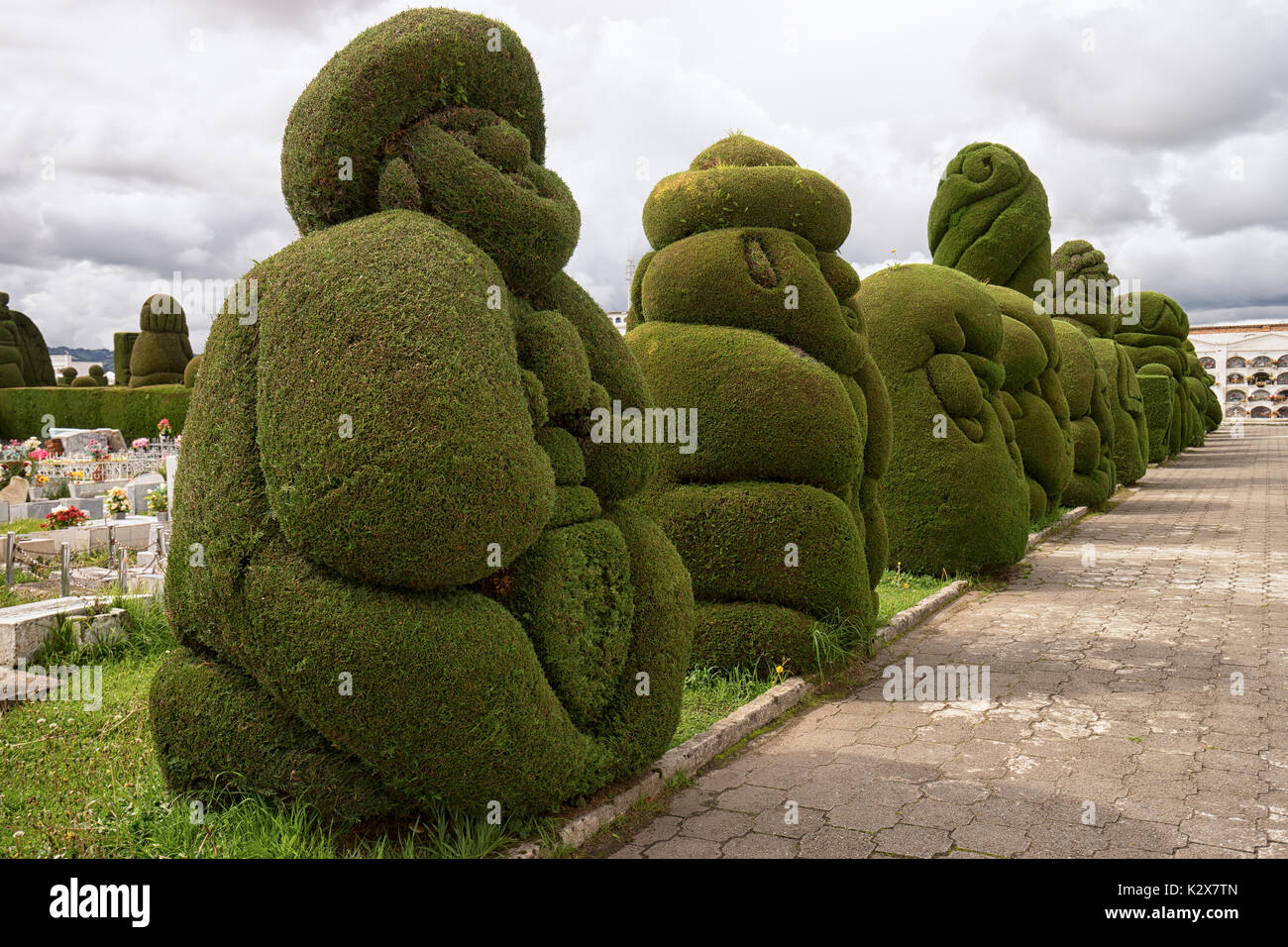evergreen cypress topiary in the Tulcan Ecuador cemetery a popular ...