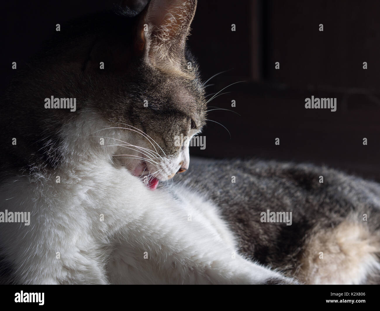 Cat Licking Its Hand Stock Photo - Alamy