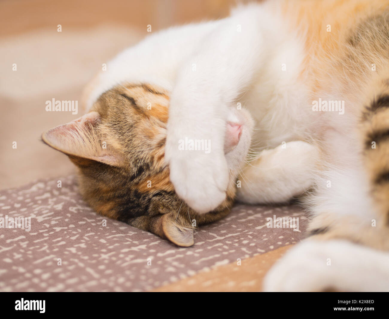 Bashful cat hi-res stock photography and images - Alamy