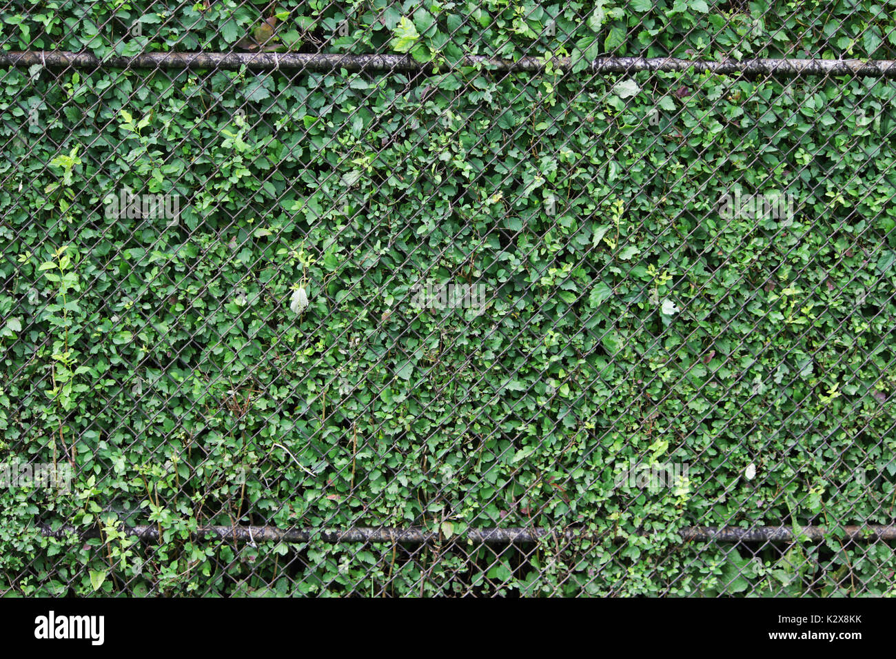 Metal thin mesh in the form of a fence and a hedge of shrub Stock Photo ...