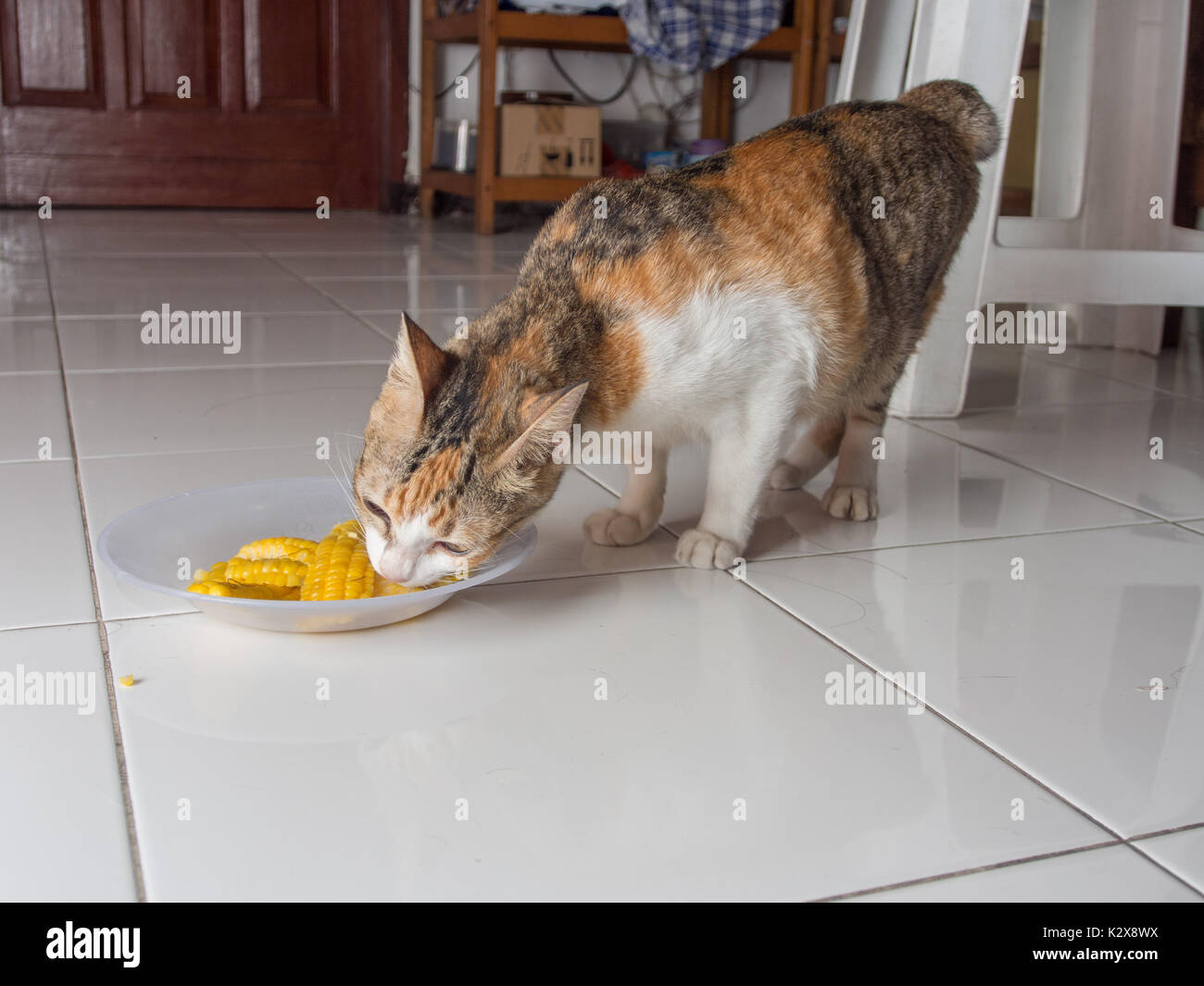 Cat Eating Corn on Plate Stock Photo - Alamy
