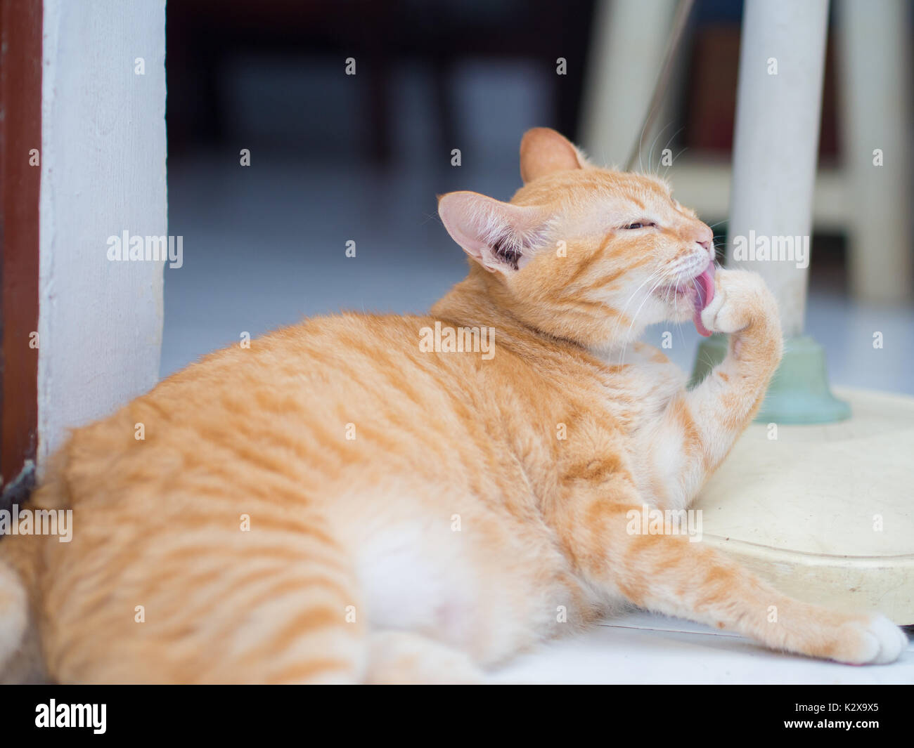 Cute ginger cat licking orange hi-res stock photography and images - Alamy