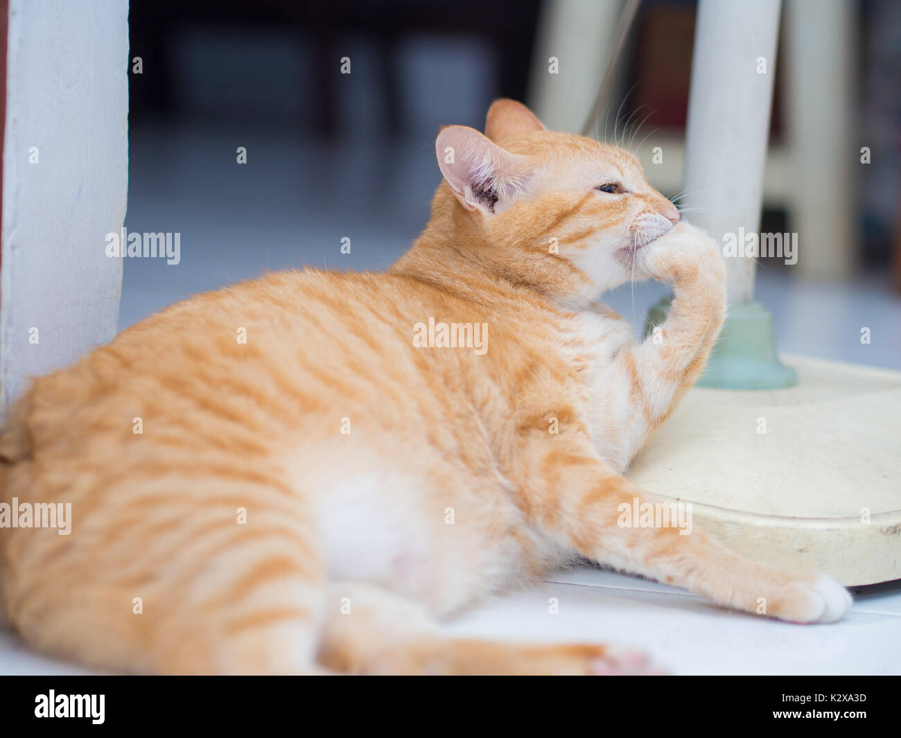 Ginger Cat Licking Its Hand Stock Photo - Alamy