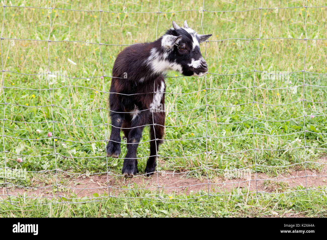 Little baby of goat on the farm Stock Photo - Alamy
