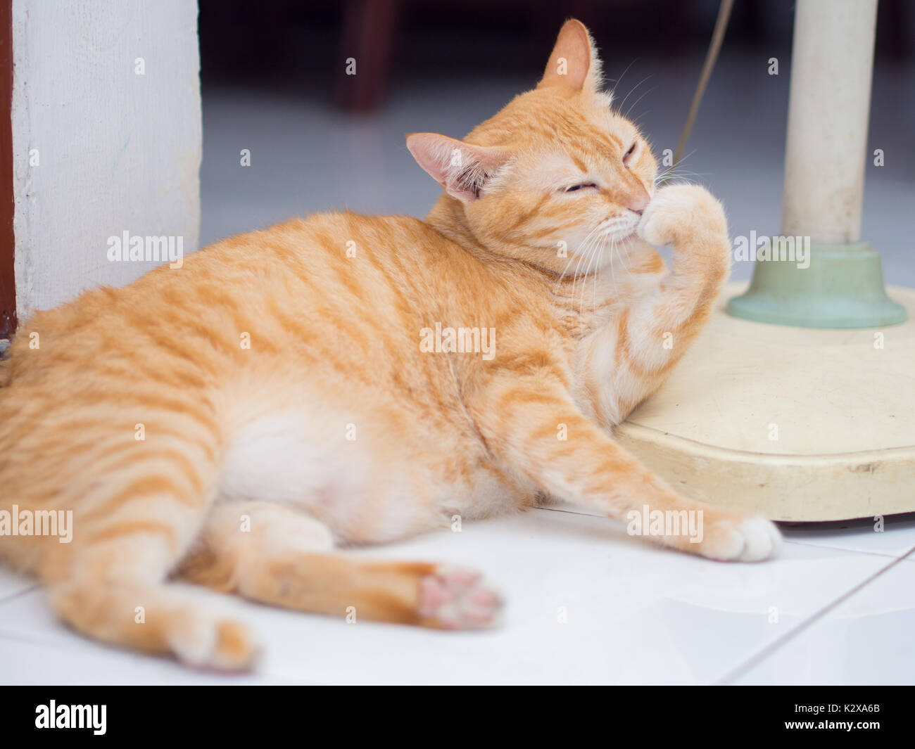 Ginger cat licking hand hi-res stock photography and images - Alamy