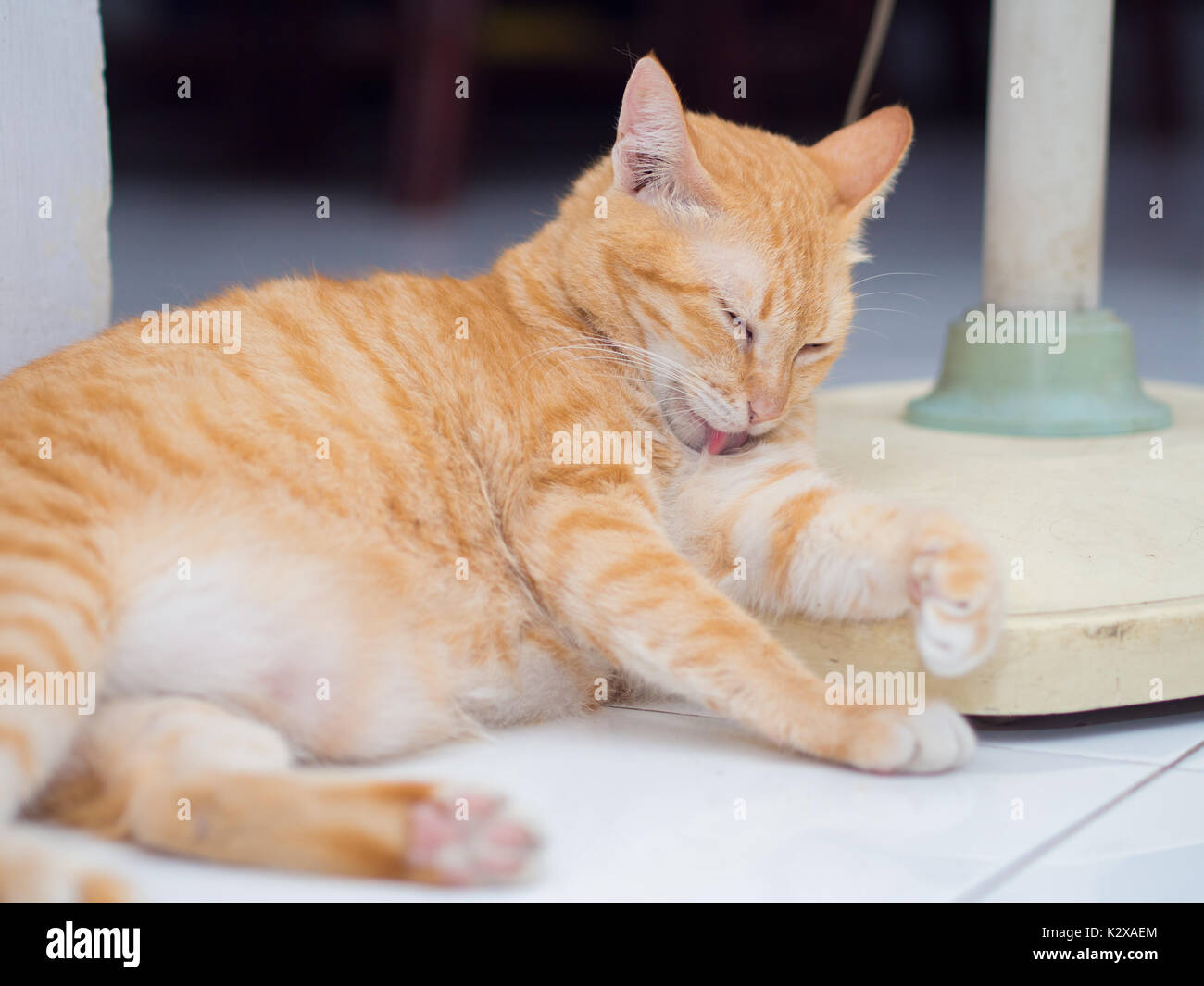 Ginger cat licking hand hi-res stock photography and images - Alamy