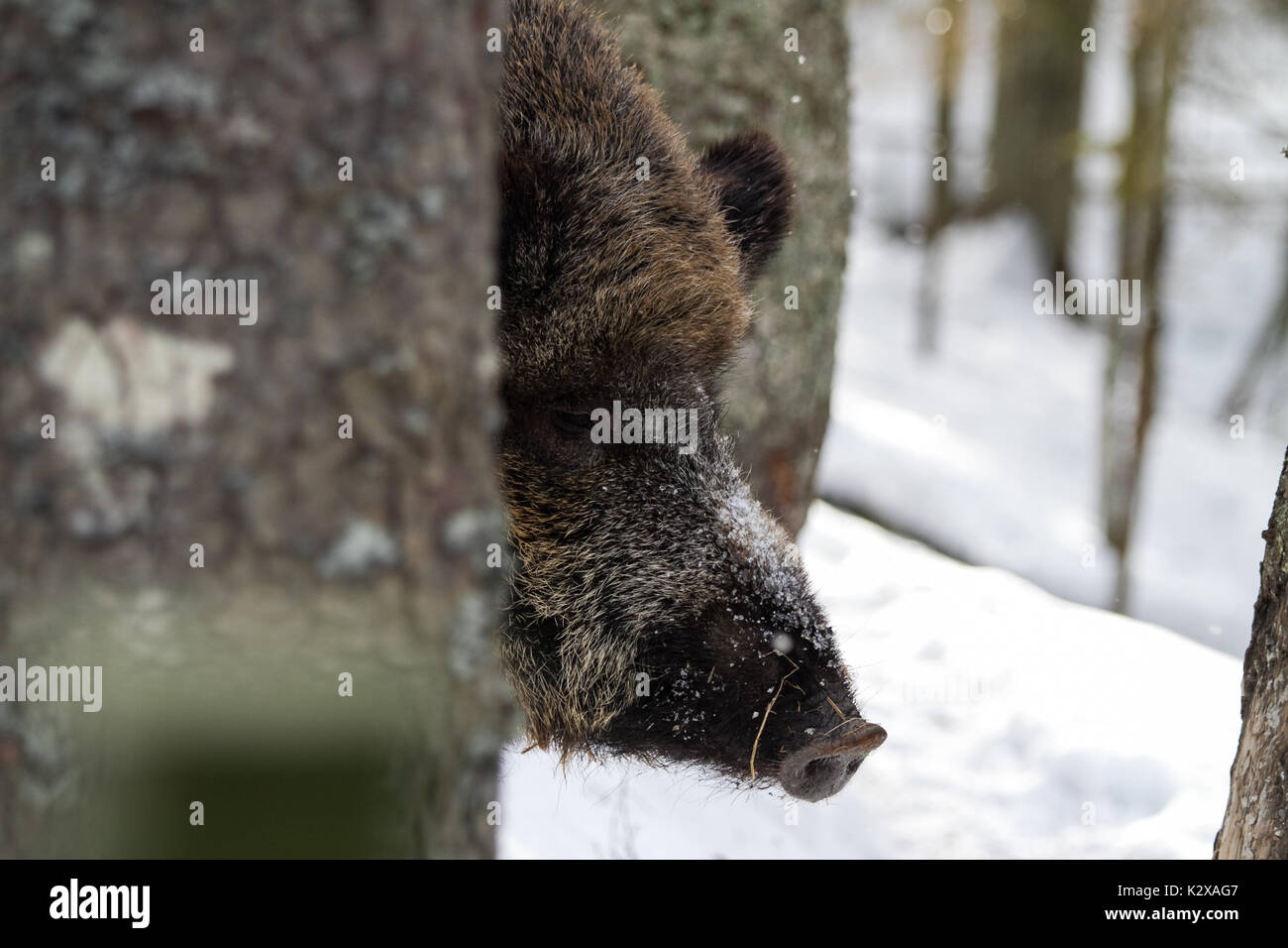 An animal portrait of an adult wild boar in the winter Stock Photo - Alamy
