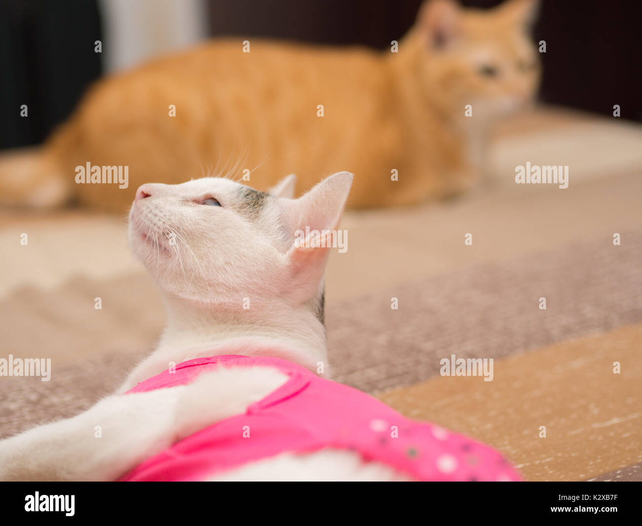 Curious white cat hi-res stock photography and images - Alamy