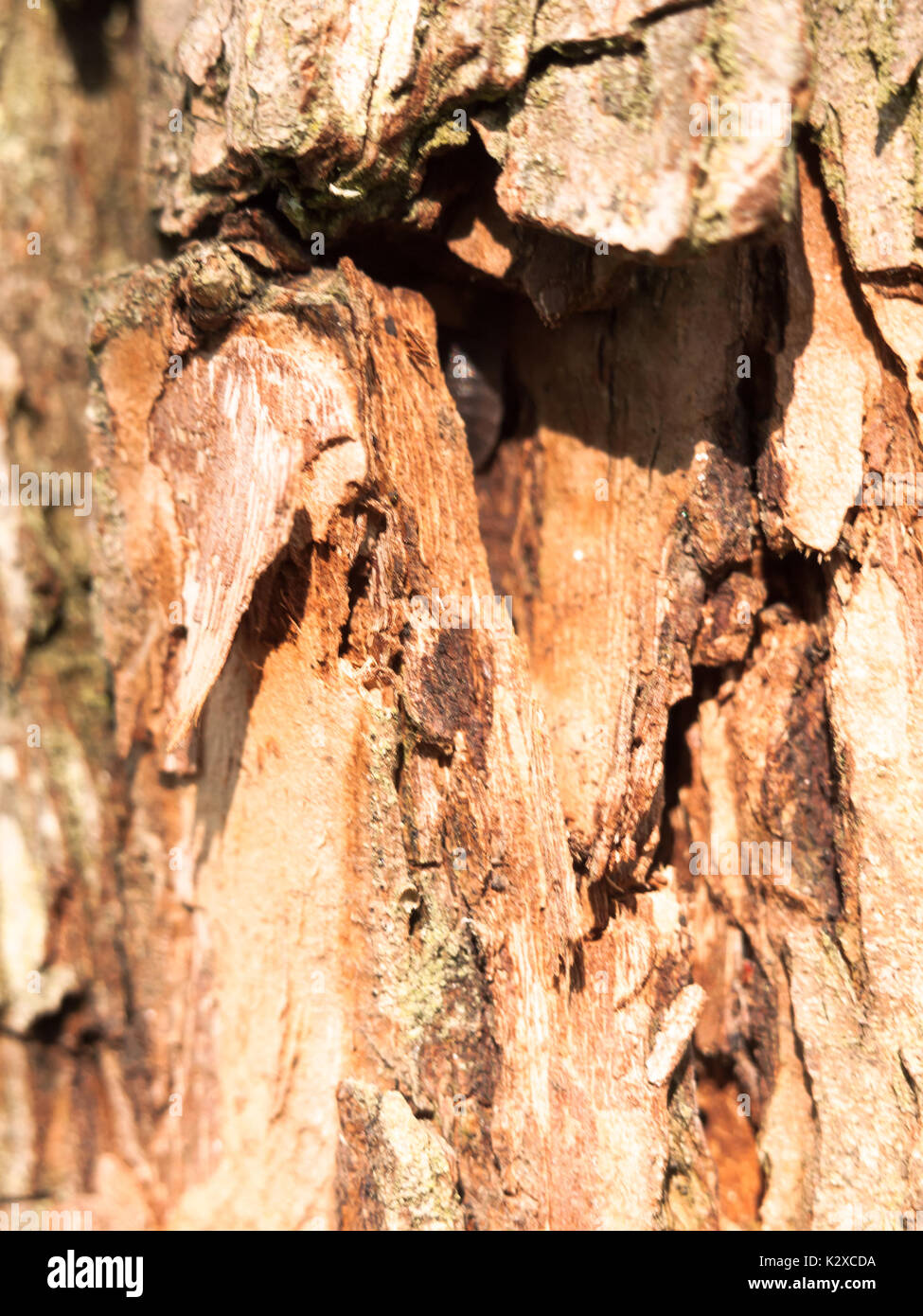 close up texture of wood bark on tree cut into; England; UK Stock Photo ...