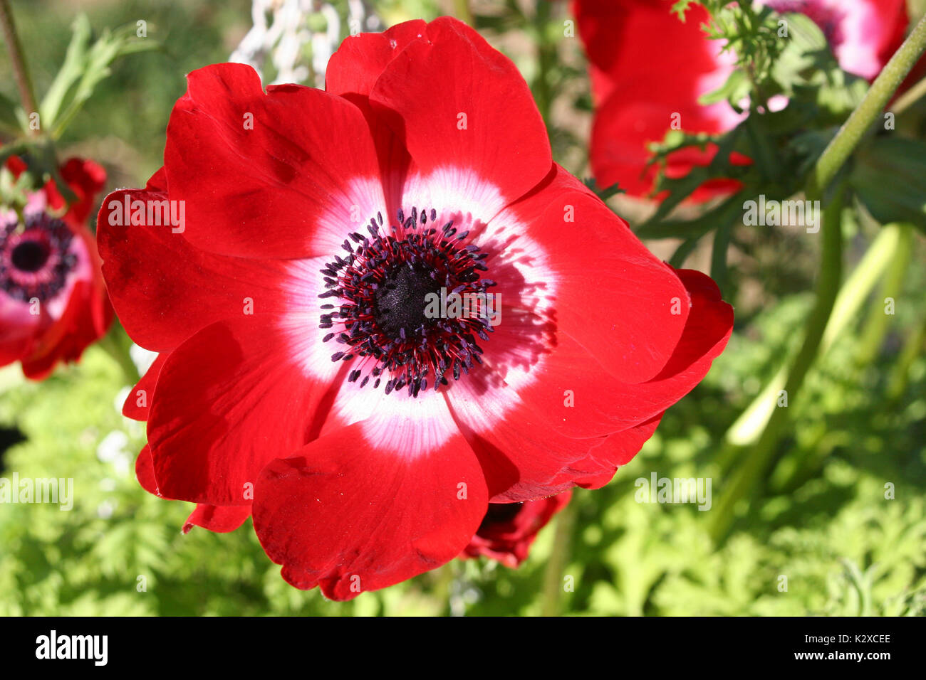 California red poppy hi-res stock photography and images - Alamy