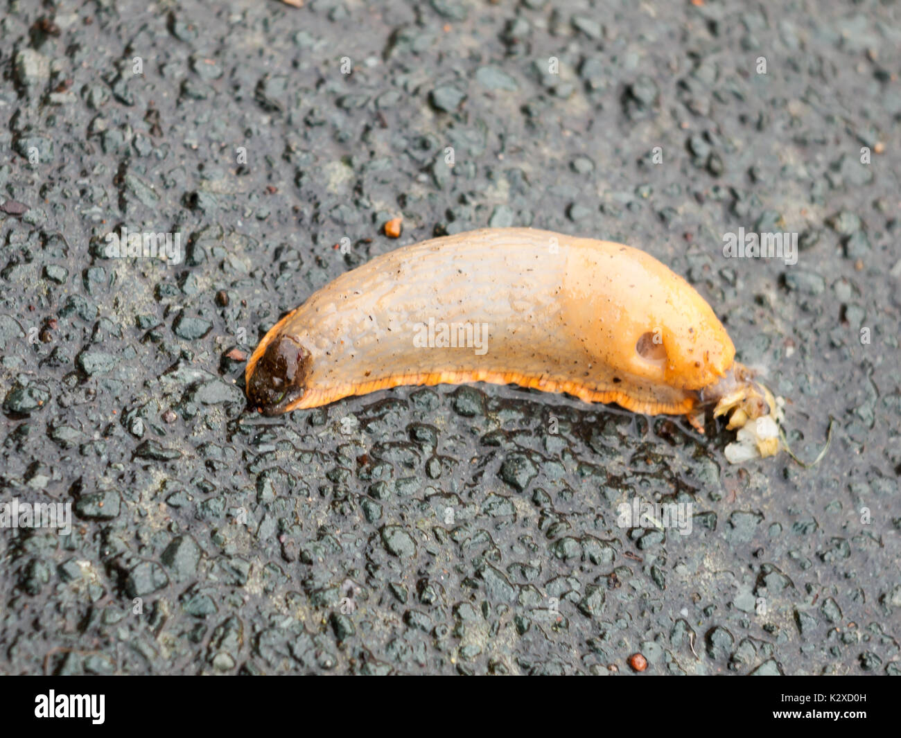a big fat wet slipper slug on the ground pavement floor Gastropoda ...