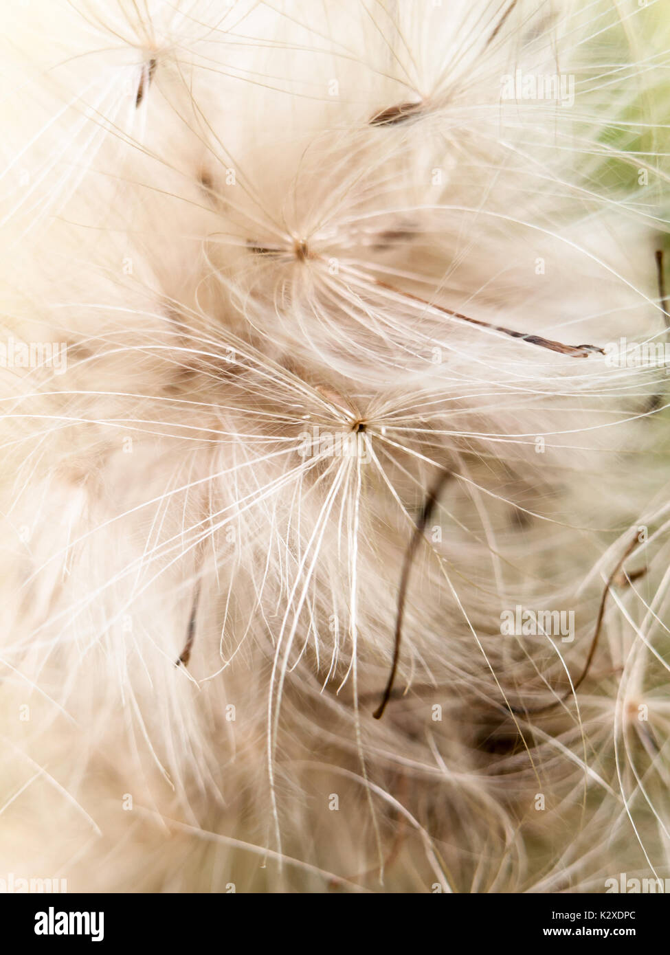 close up detail furry fluffy white milk thistle strands background ...