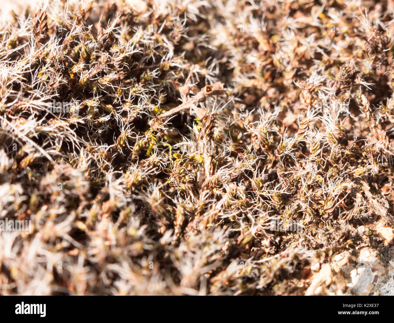 close up hairy weed texture of brown lichen on wall macro; England; UK ...