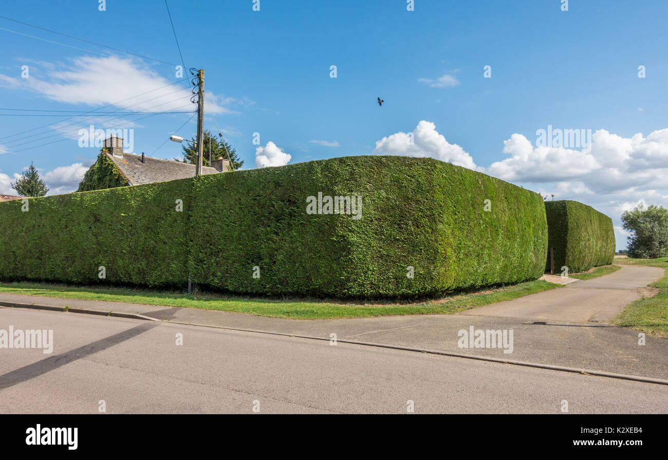 Tall garden hedge hi-res stock photography and images - Alamy