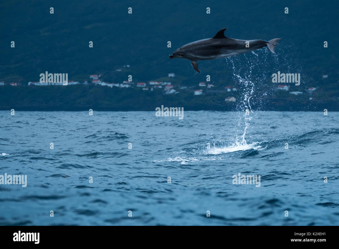 Dolphin tricks hi-res stock photography and images - Alamy