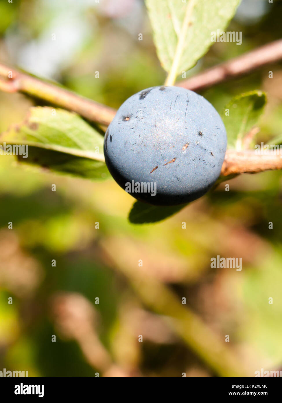 close up of big blue sloe berry wild branch prunus spinosa; England; UK ...