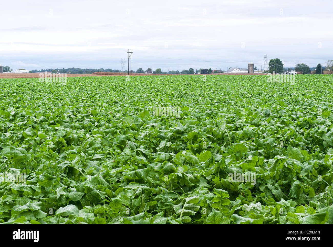Green field crop hi-res stock photography and images - Alamy