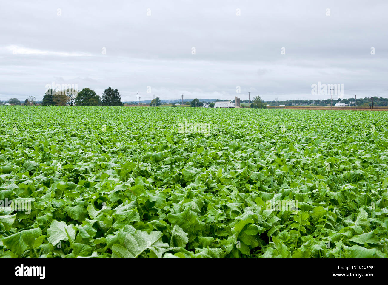 GREEN FIELD OF RADISH COVER CROP, LITITZ PENNSYLVANIA Stock Photo - Alamy