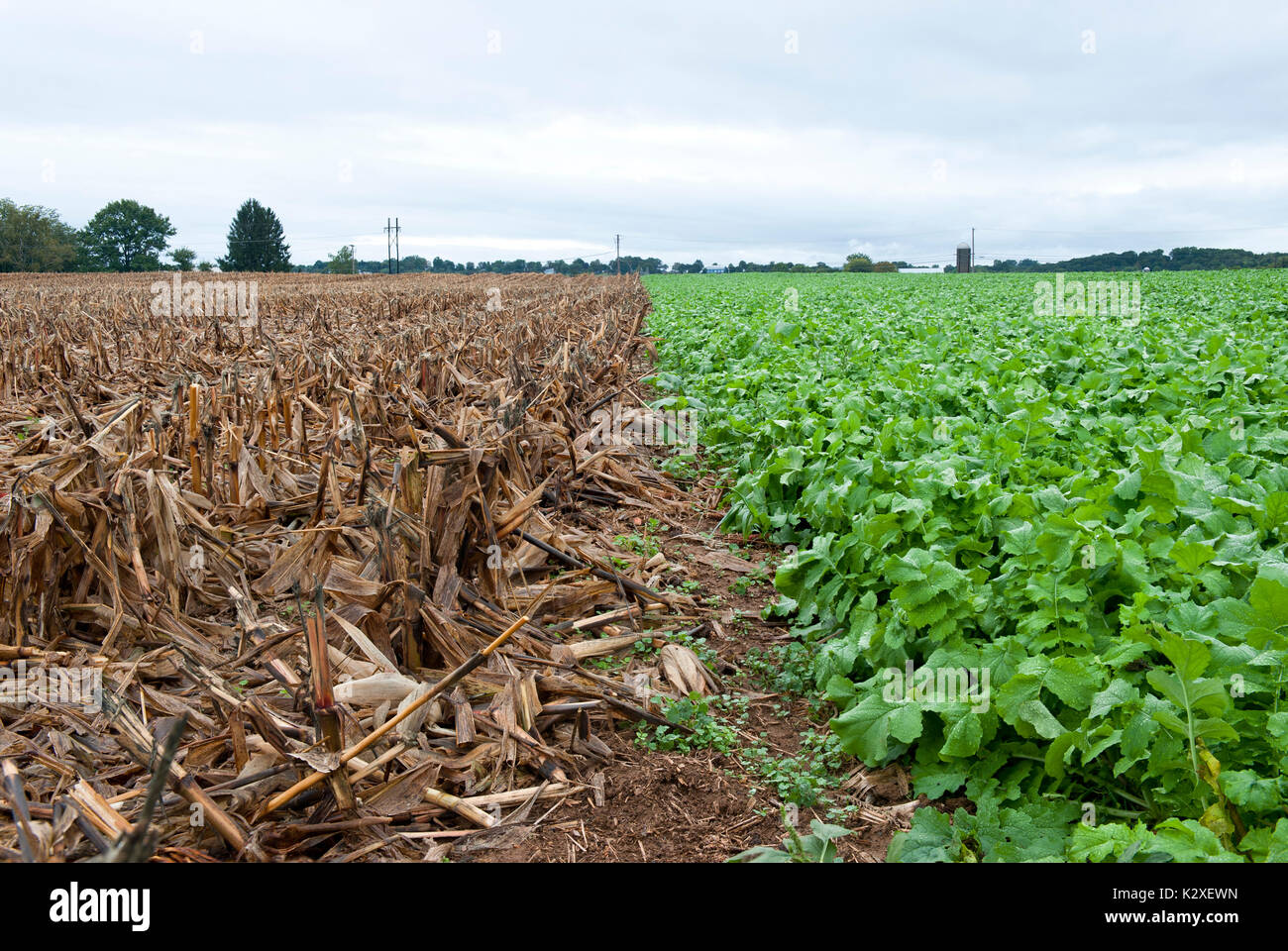 Cover crop hi-res stock photography and images - Alamy
