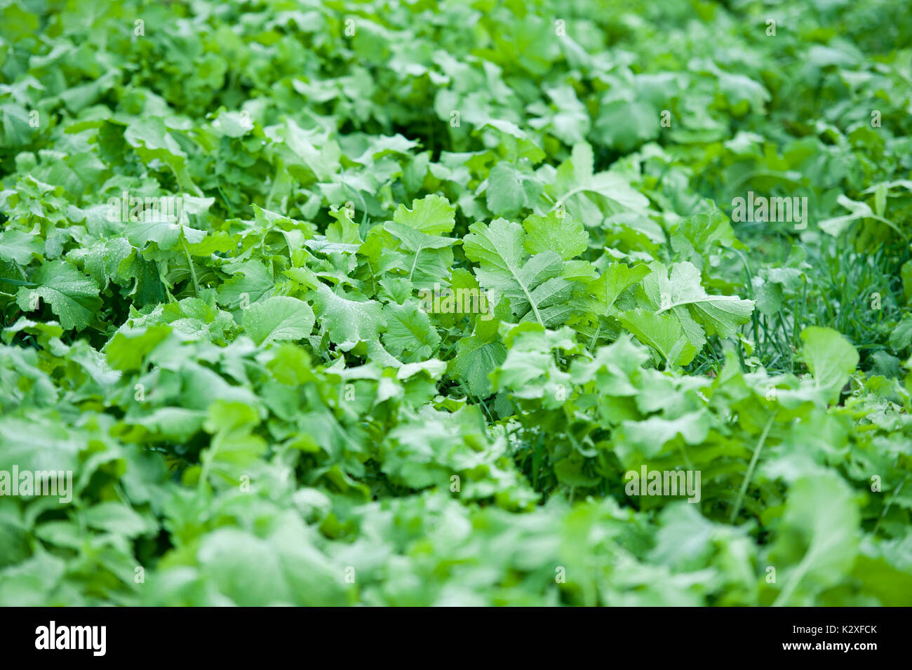 GREEN FIELD OF RADISH COVER CROP, LITITZ PENNSYLVANIA Stock Photo - Alamy