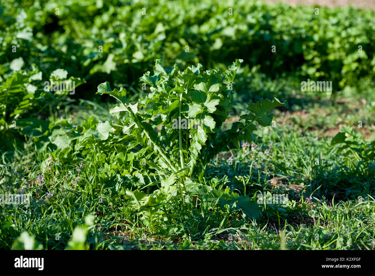 Agricultural cover crop hi-res stock photography and images - Alamy